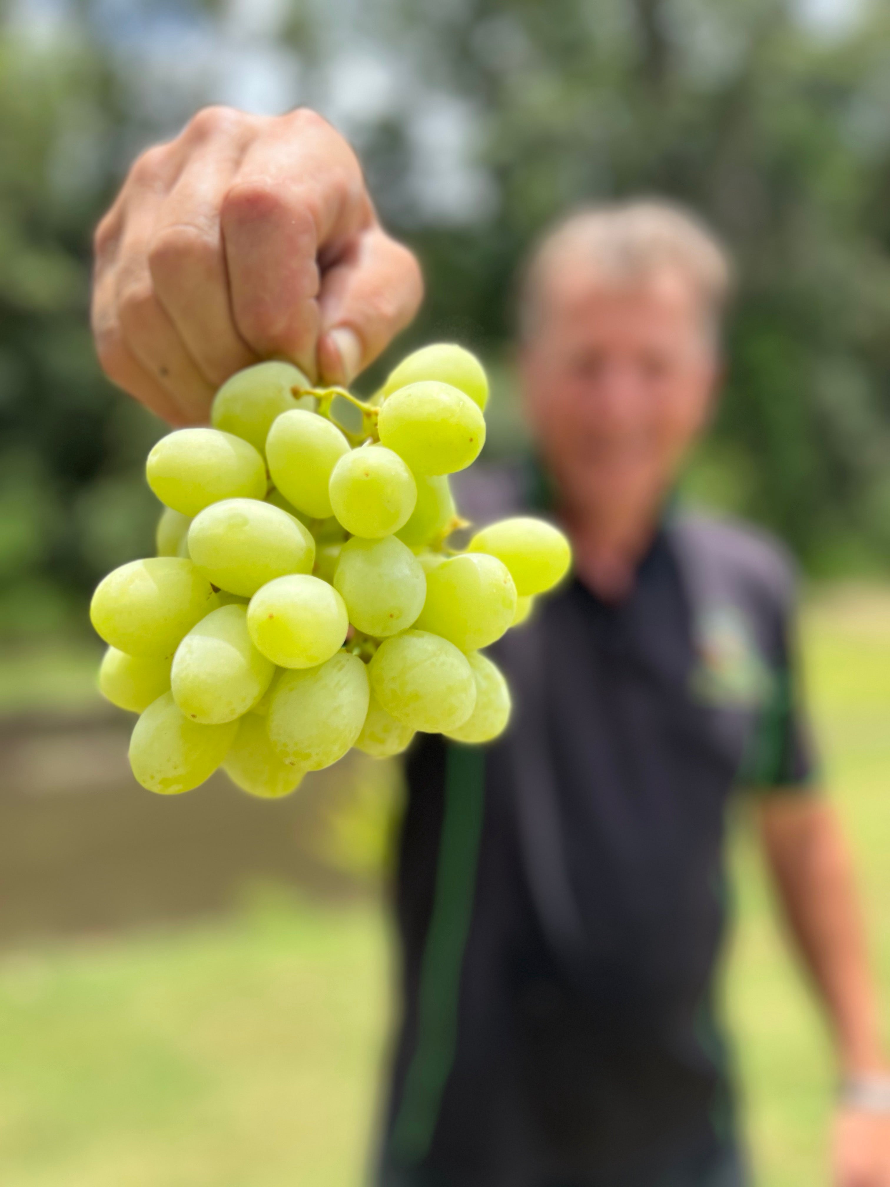 One Kilo Large Premium Australian Crisp Green Grapes – The Village Grocer