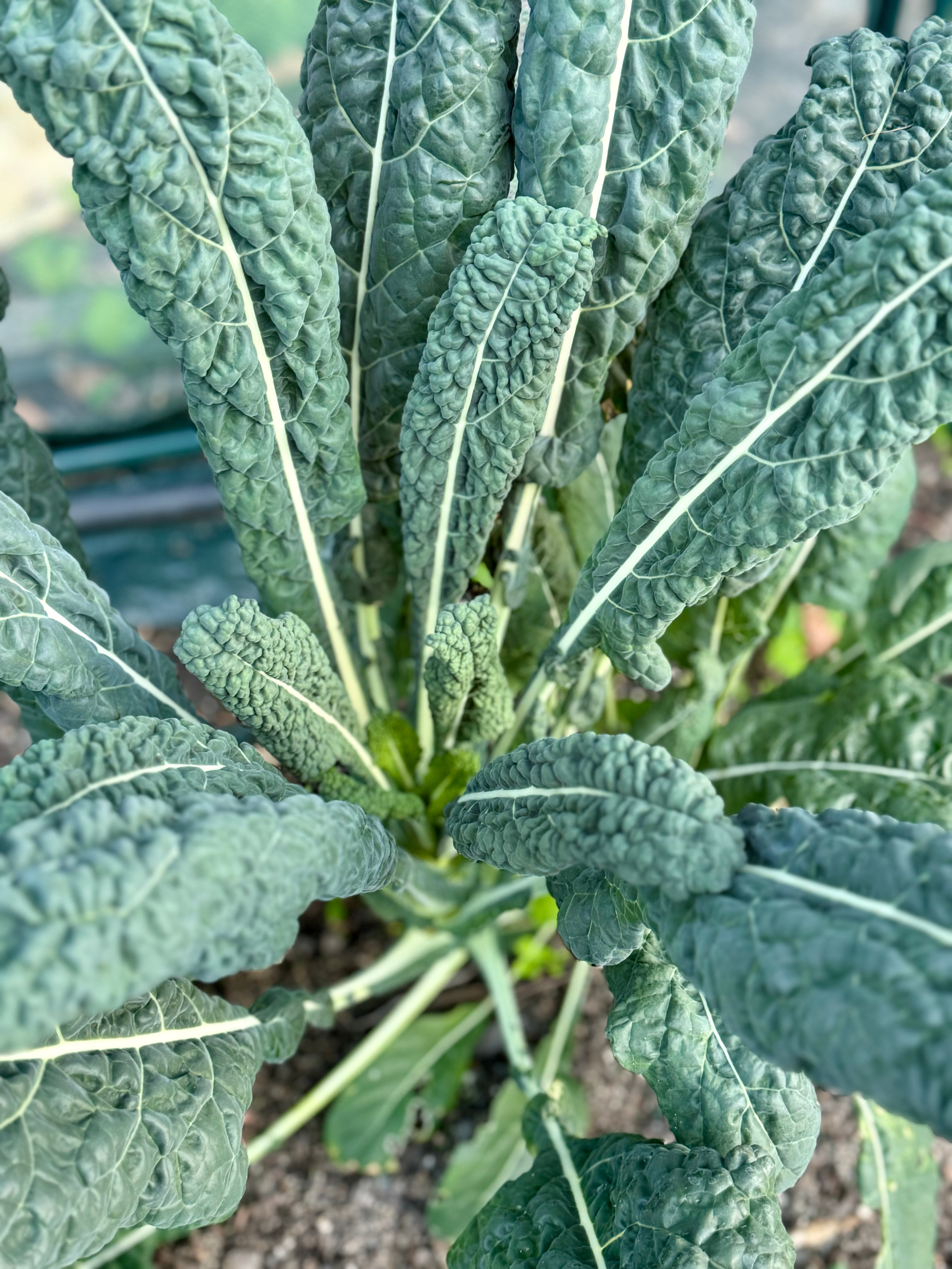 Farm Fresh Organically Grown Spray Free Italian Kale – The Village Grocer